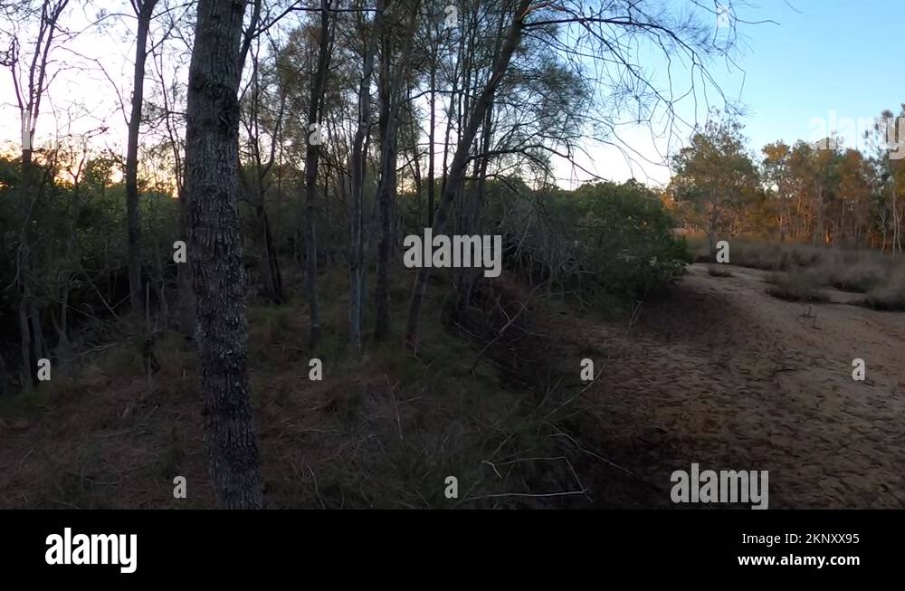 Trees of the australian outback Stock Videos & Footage - HD and 4K ...