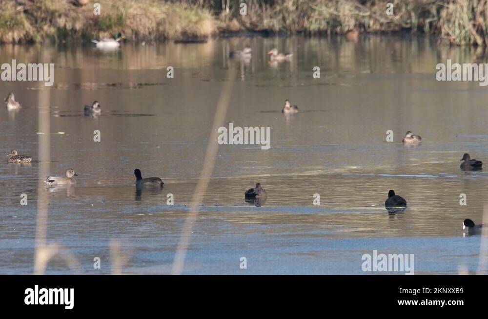 Wildfowl birds Stock Videos & Footage - HD and 4K Video Clips - Alamy