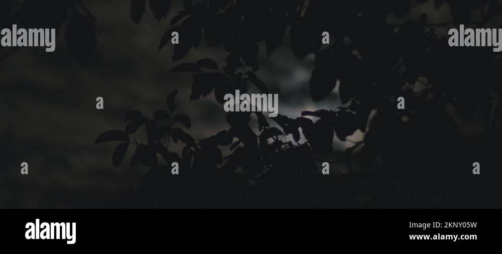 Dark tree canopy Stock Videos & Footage - HD and 4K Video Clips - Alamy