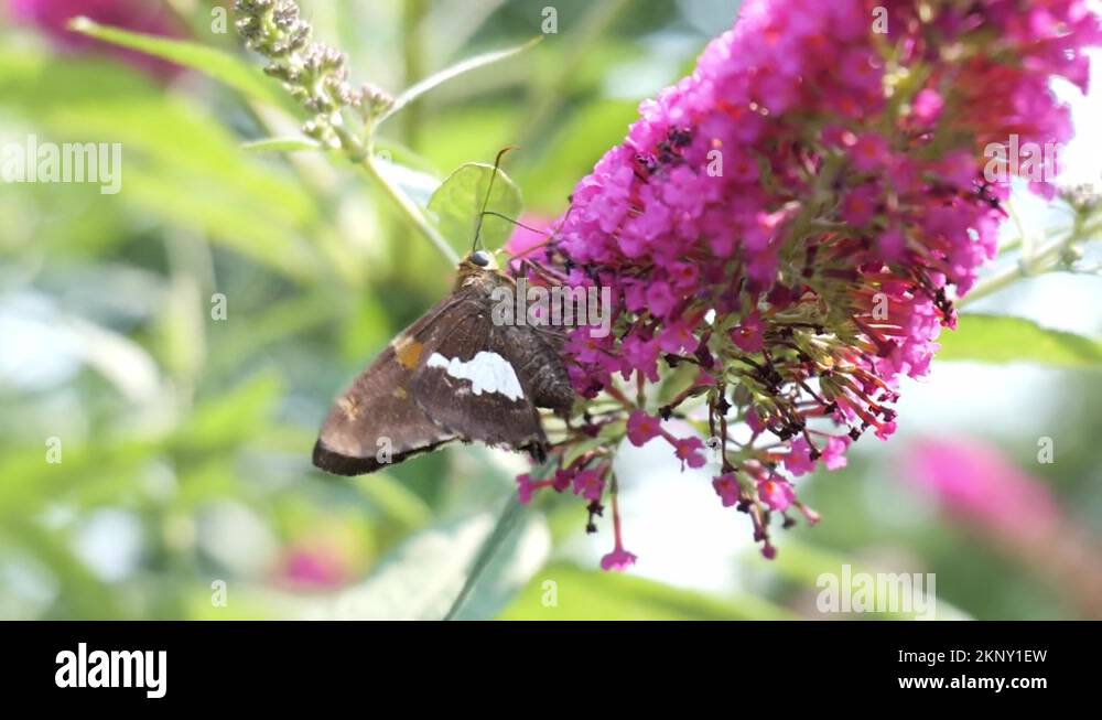 Butterfly With A Silver Tongue Upside Down On the End of A Butterfly ...