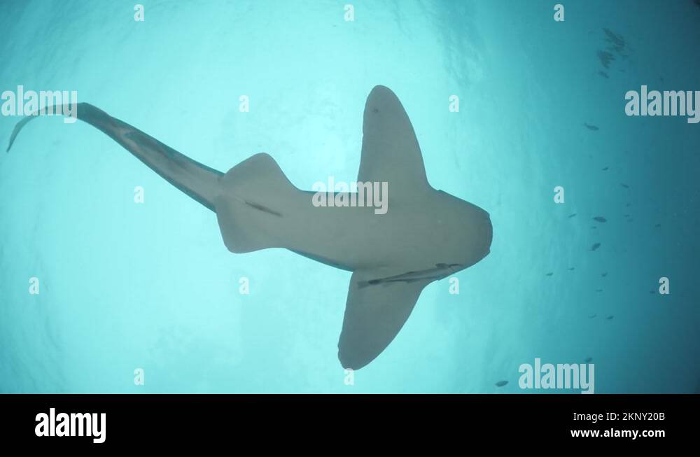 Unique underwater view looking up at a sharks reproduction organs as it ...