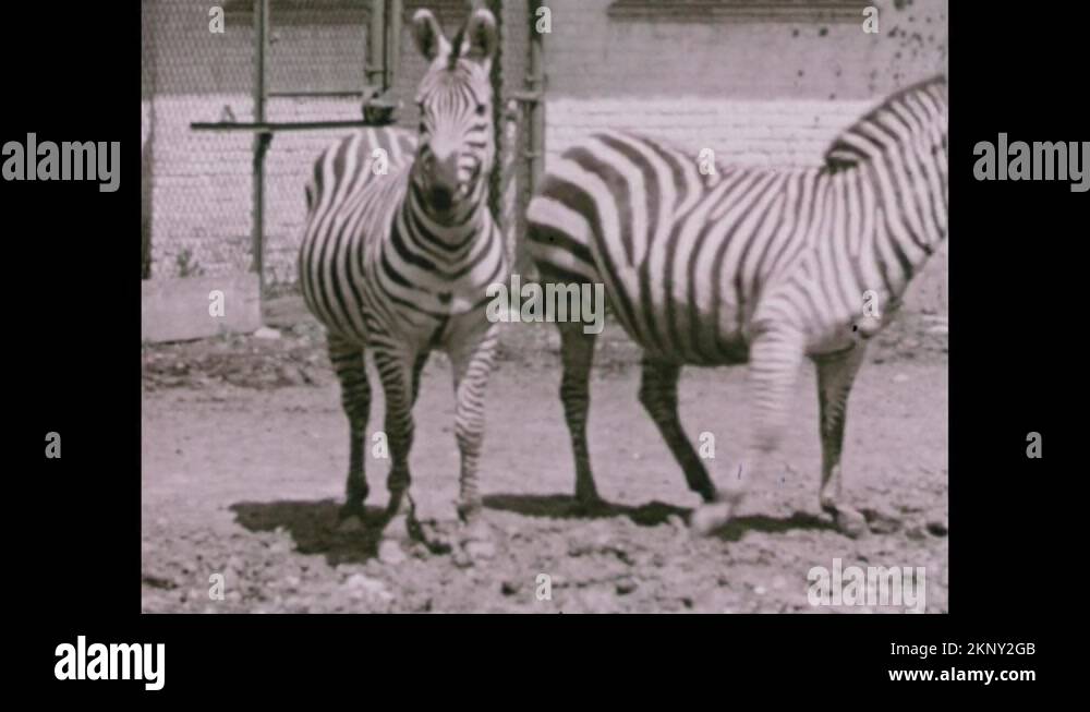 Zebra habitat zoo Stock Videos & Footage - HD and 4K Video Clips - Alamy