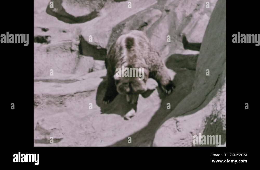 Bear habitat observation Stock Videos & Footage - HD and 4K Video Clips ...