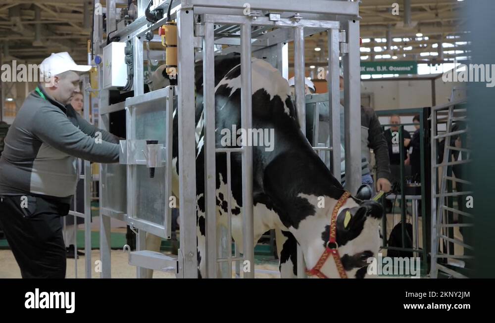 Farm workers trying to calm down scared black and white Holstein cow ...