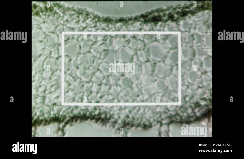 Chloroplast cells Stock Videos & Footage - HD and 4K Video Clips - Alamy