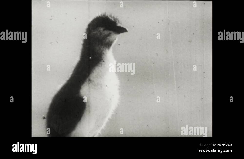 Sweden 1940s: Common murres float in the waves. Murre fledgling looks ...