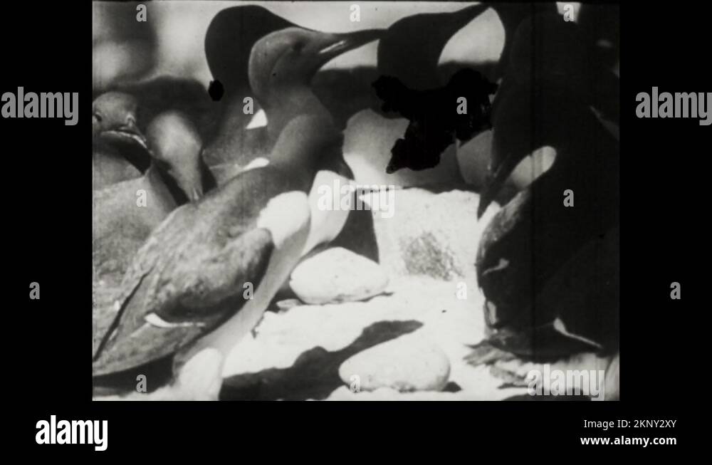 Nesting common murre Stock Videos & Footage - HD and 4K Video Clips - Alamy