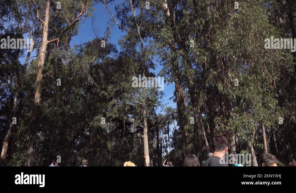 Monarch butterfly natural preserve Stock Videos & Footage - HD and 4K ...