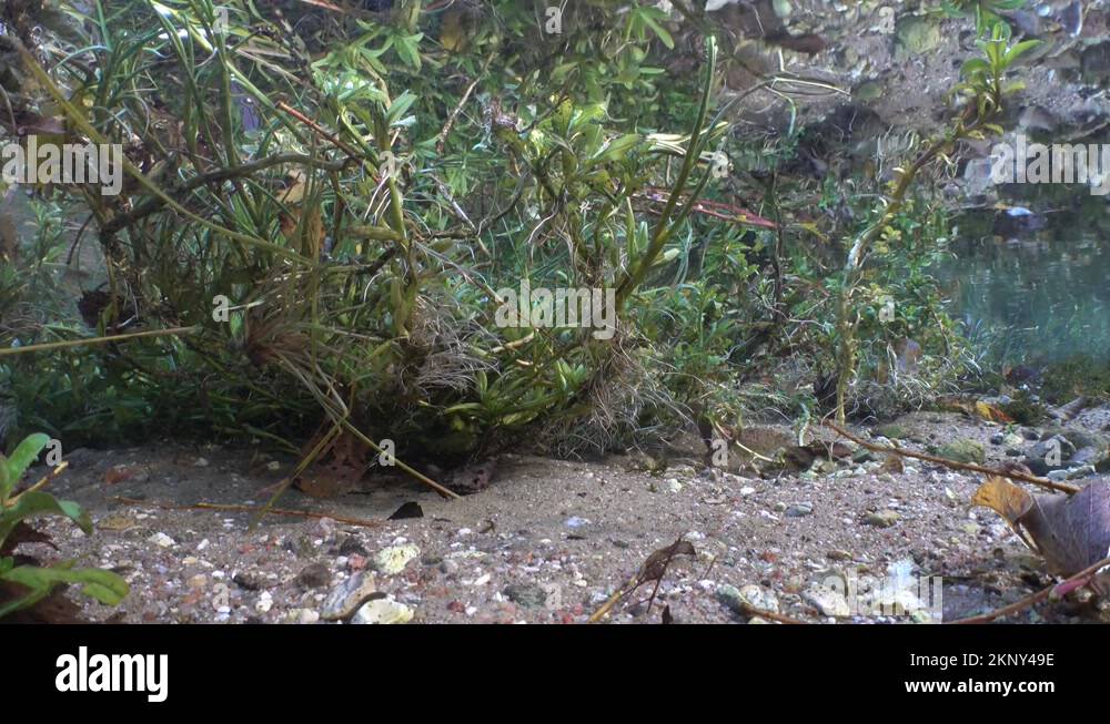 Freshwater river ecosystem Stock Videos & Footage - HD and 4K Video ...