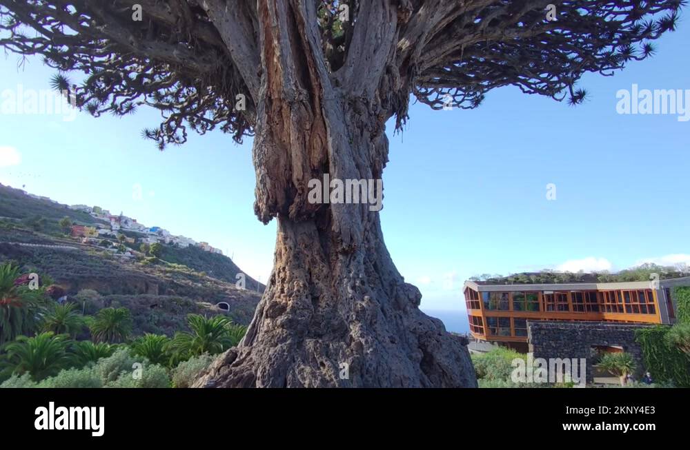 Dragon milenario Stock Videos & Footage - HD and 4K Video Clips - Alamy