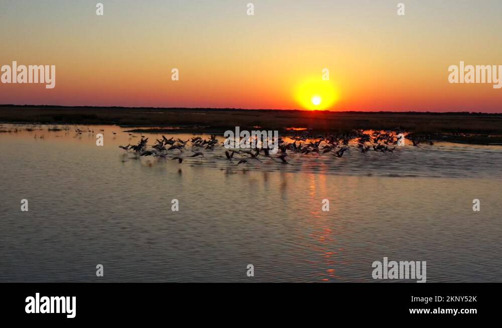 Flamingo flying sunset Stock Videos & Footage - HD and 4K Video Clips ...