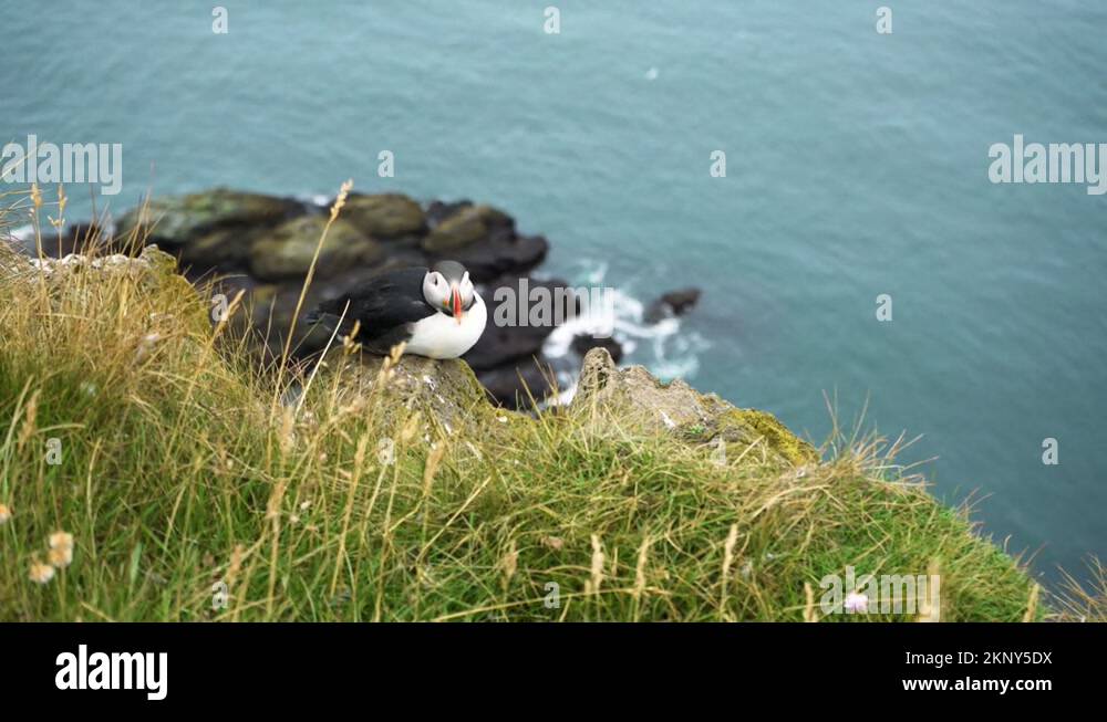 Iceland bird nest cliff Stock Videos & Footage - HD and 4K Video Clips ...