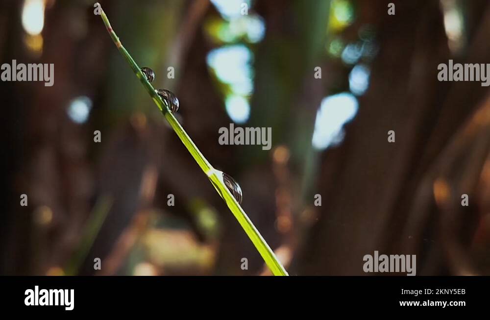 Cinematic nature Stock Videos & Footage - HD and 4K Video Clips - Alamy