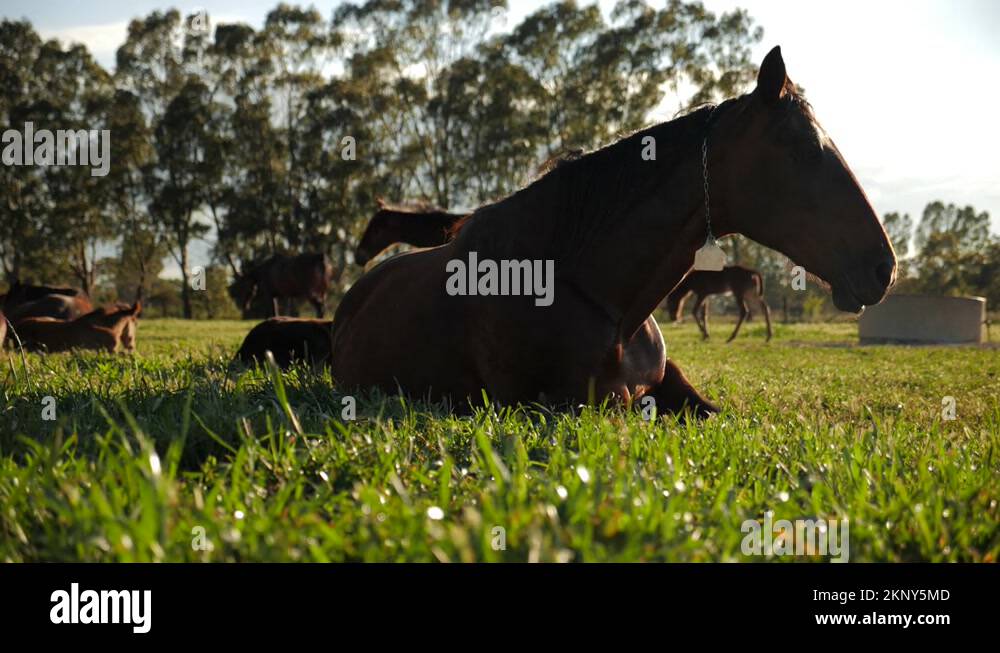 Relaxing horse Stock Videos & Footage - HD and 4K Video Clips - Alamy