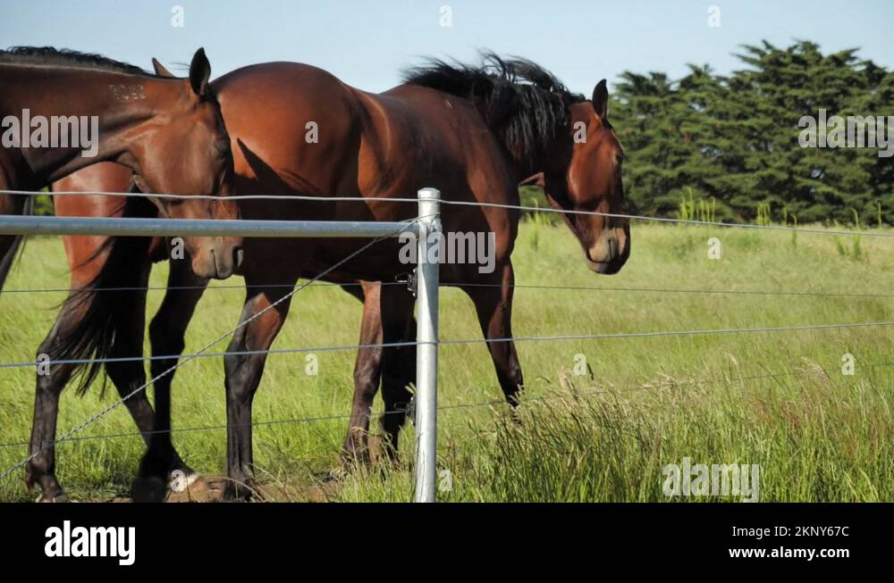 Pasture horse breeding line Stock Videos & Footage - HD and 4K Video ...