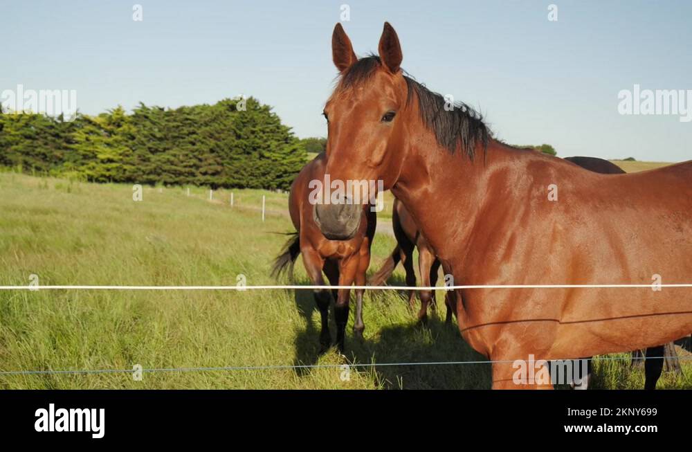 Green paddock Stock Videos & Footage - HD and 4K Video Clips - Alamy