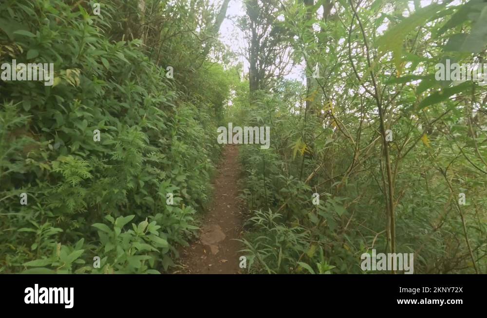 4K Pov view a hiking trail in a tropical mountain rainforest, Mount ...
