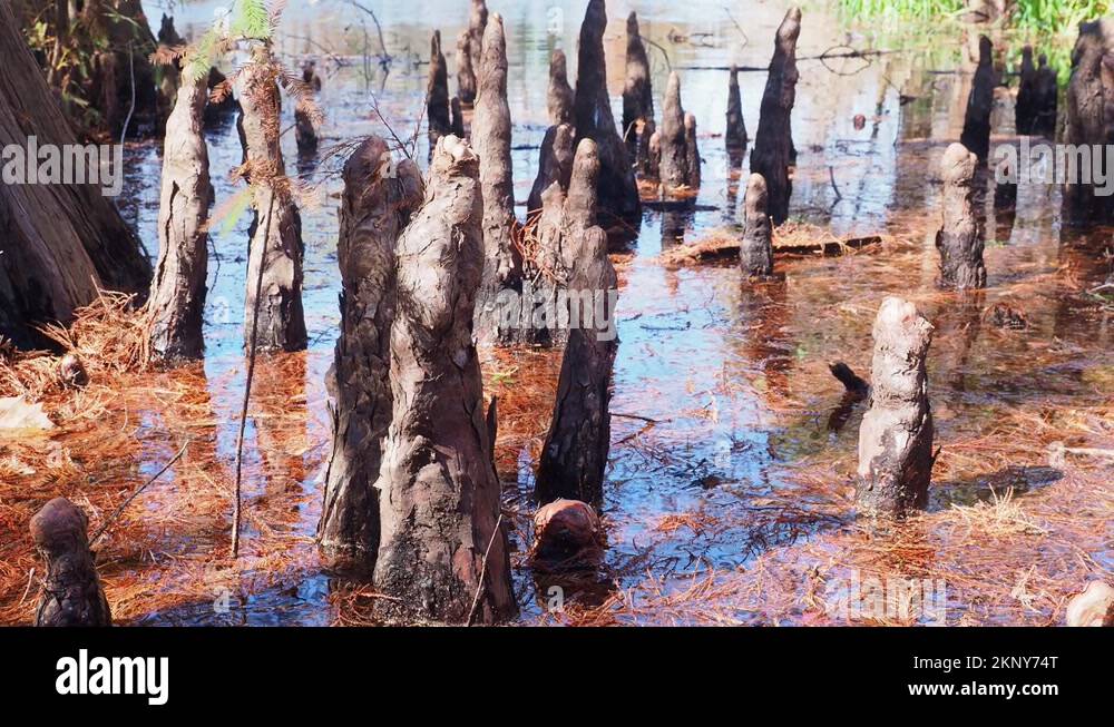 Native roots Stock Videos & Footage - HD and 4K Video Clips - Alamy