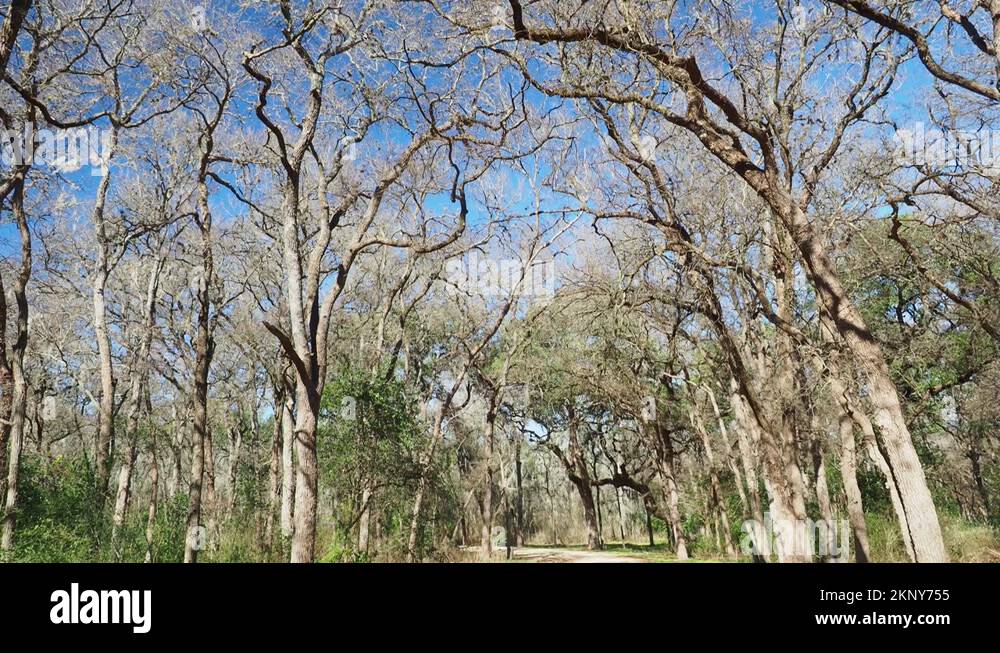 Brackenridge park Stock Videos & Footage - HD and 4K Video Clips - Alamy