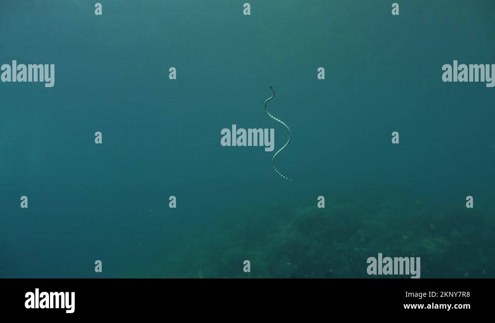 Aquatic coral snake Stock Videos & Footage - HD and 4K Video Clips - Alamy