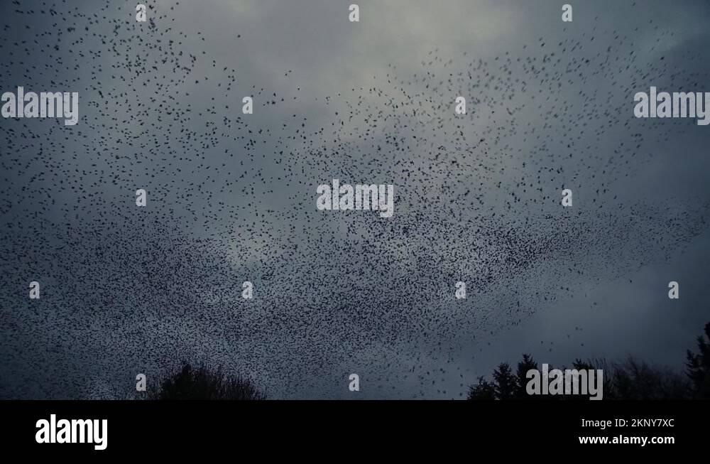 Starling patterns Stock Videos & Footage - HD and 4K Video Clips - Alamy