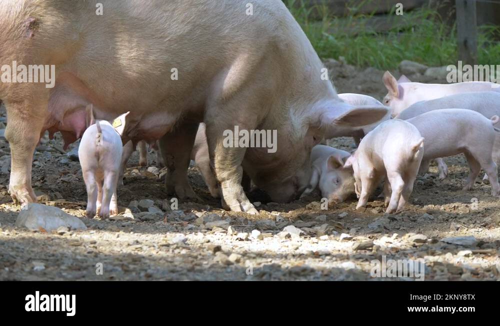 Pig sow piglets family group Stock Videos & Footage - HD and 4K Video ...