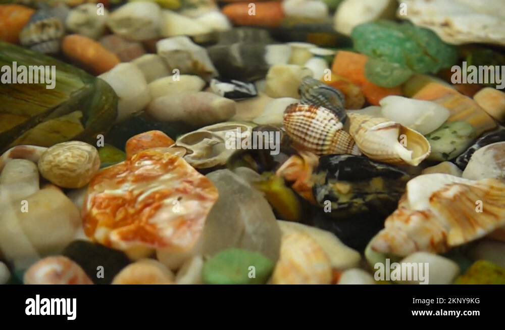 Wet sea shells Stock Videos & Footage - HD and 4K Video Clips - Alamy