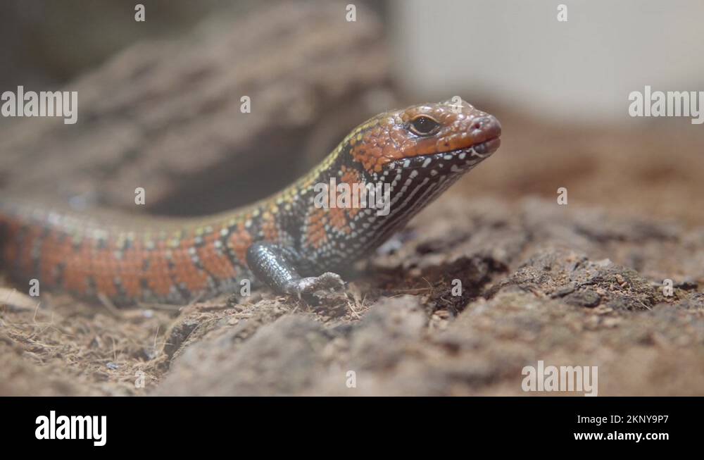Black and red skink Stock Videos & Footage - HD and 4K Video Clips - Alamy