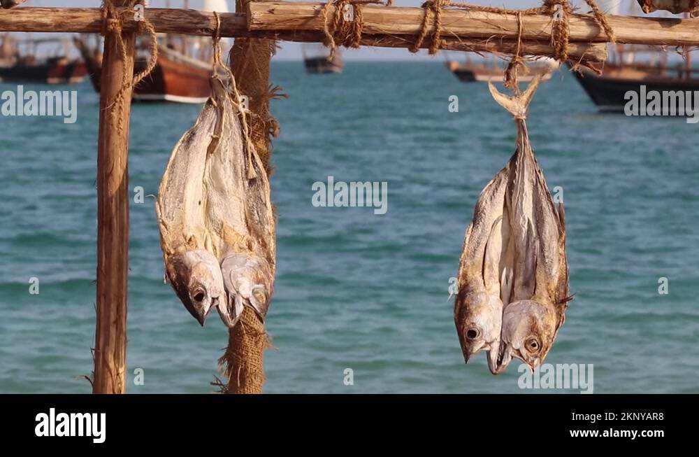 Fish of qatar Stock Videos & Footage - HD and 4K Video Clips - Alamy