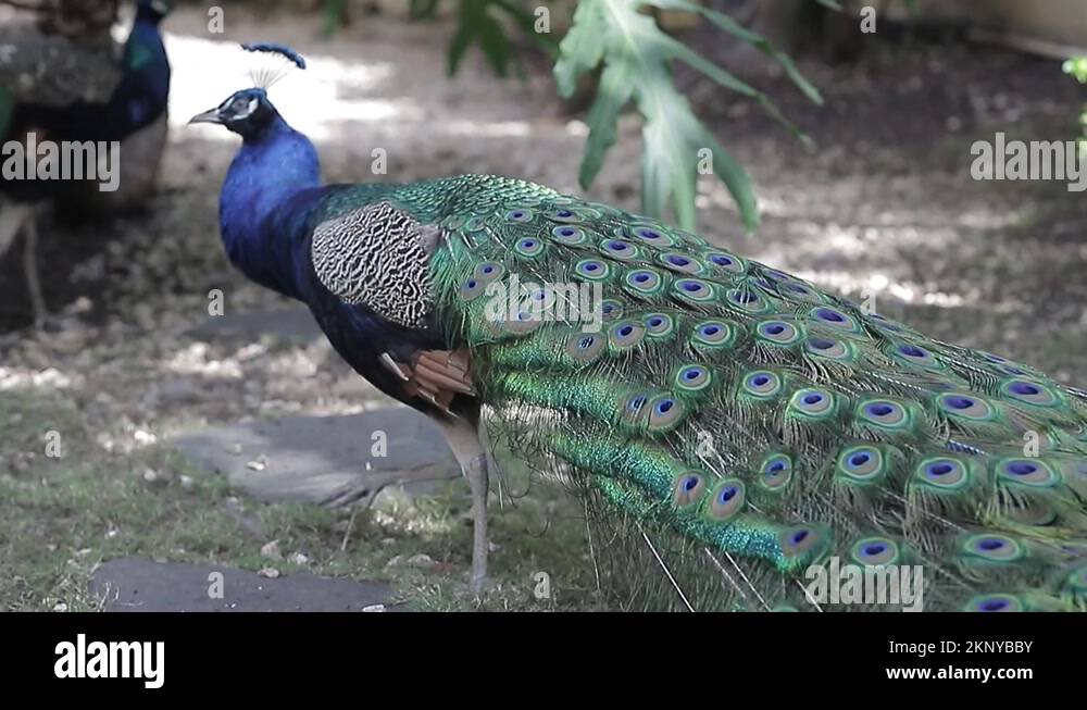 Species pavo cristatus Stock Videos & Footage - HD and 4K Video Clips ...