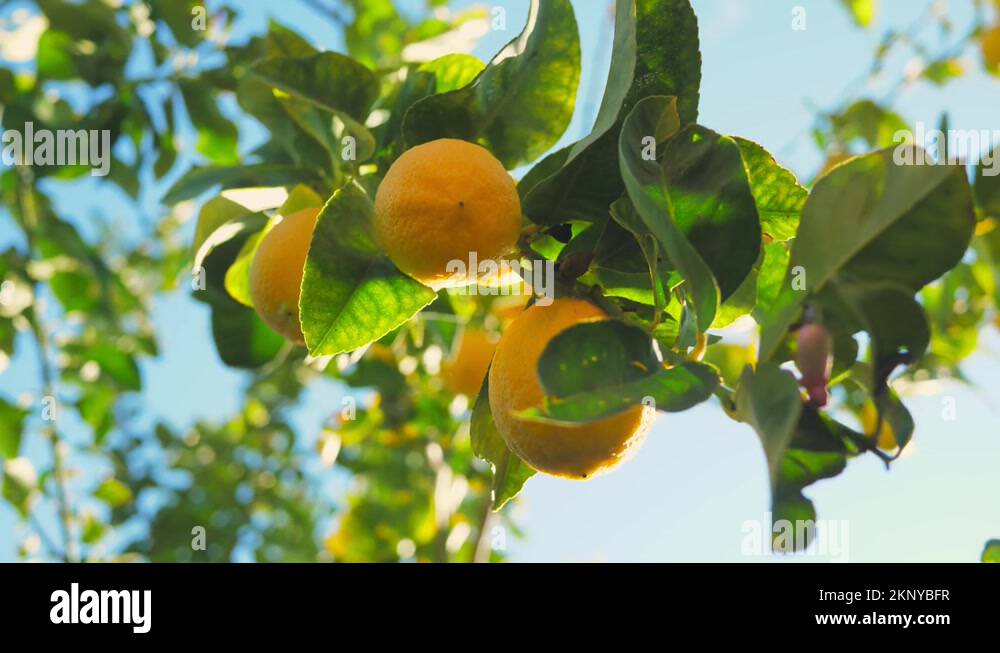 Citrus lemon juice tree branch fresh yellow garden green Stock Video ...