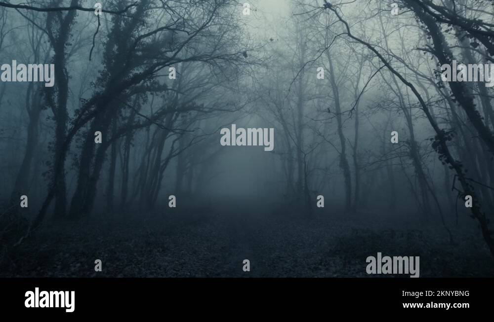 Dark mysterious pathway Stock Videos & Footage - HD and 4K Video Clips ...