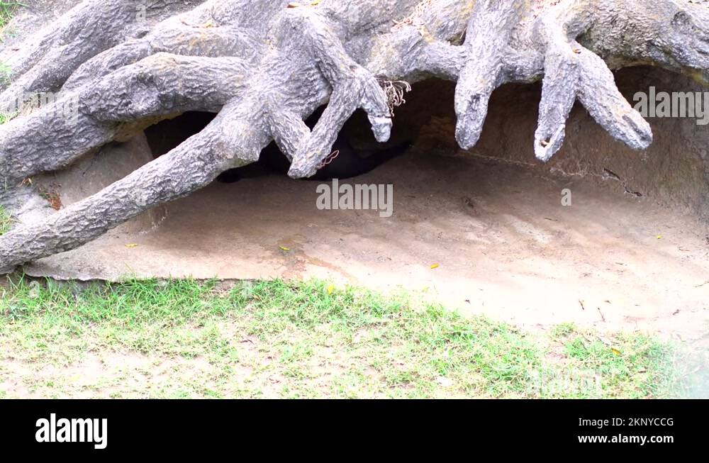 Black panther in zoo. Panther walking slowly Stock Video Footage - Alamy