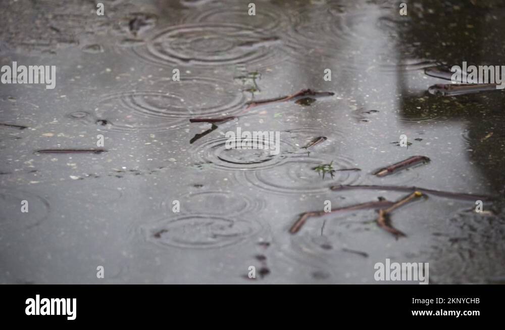 Rain causes ripples in a puddle full of sticks and leaves Stock Video ...