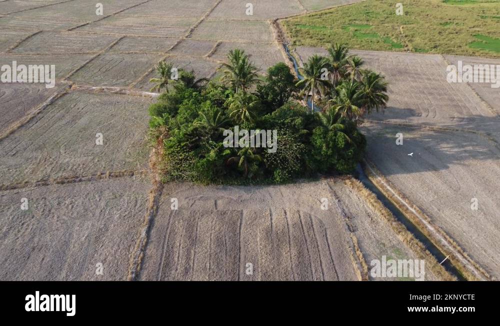 Dry paddy tree Stock Videos & Footage - HD and 4K Video Clips - Alamy