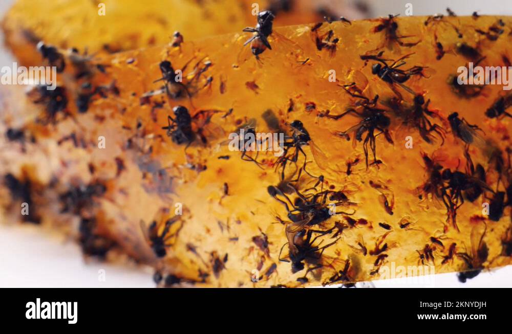 Sticky board trap Stock Videos & Footage - HD and 4K Video Clips - Alamy