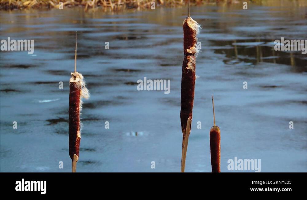 Cattails pond Stock Videos & Footage - HD and 4K Video Clips - Alamy