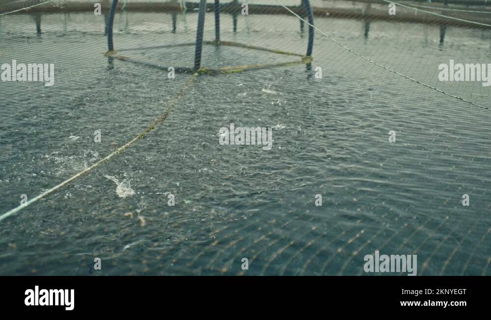 It feeds on fish grown in an industrial fish farm in the open sea Stock ...