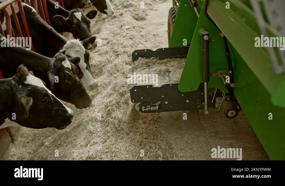 Cows in cow farm. Cows eating hay falling from tractor Stock Video ...