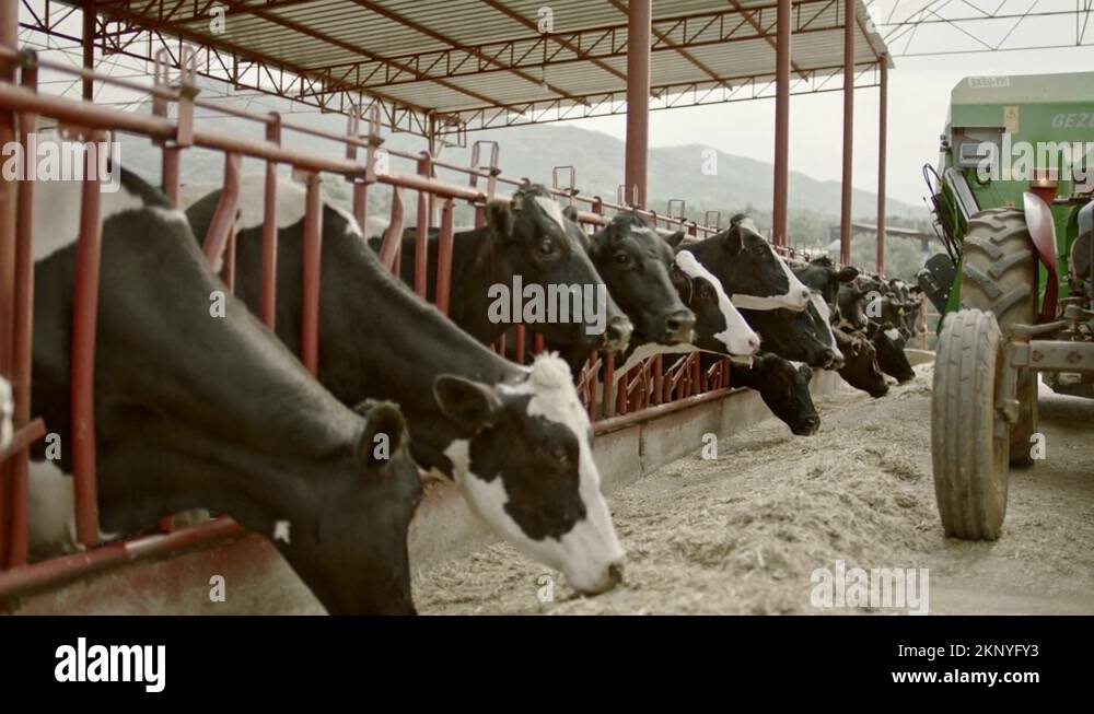 Cows in cow farm. Cows eating hay falling from tractor Stock Video ...