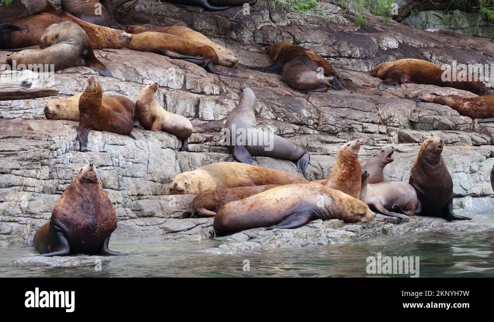 Wildlife of british columbia Stock Videos & Footage - HD and 4K Video ...