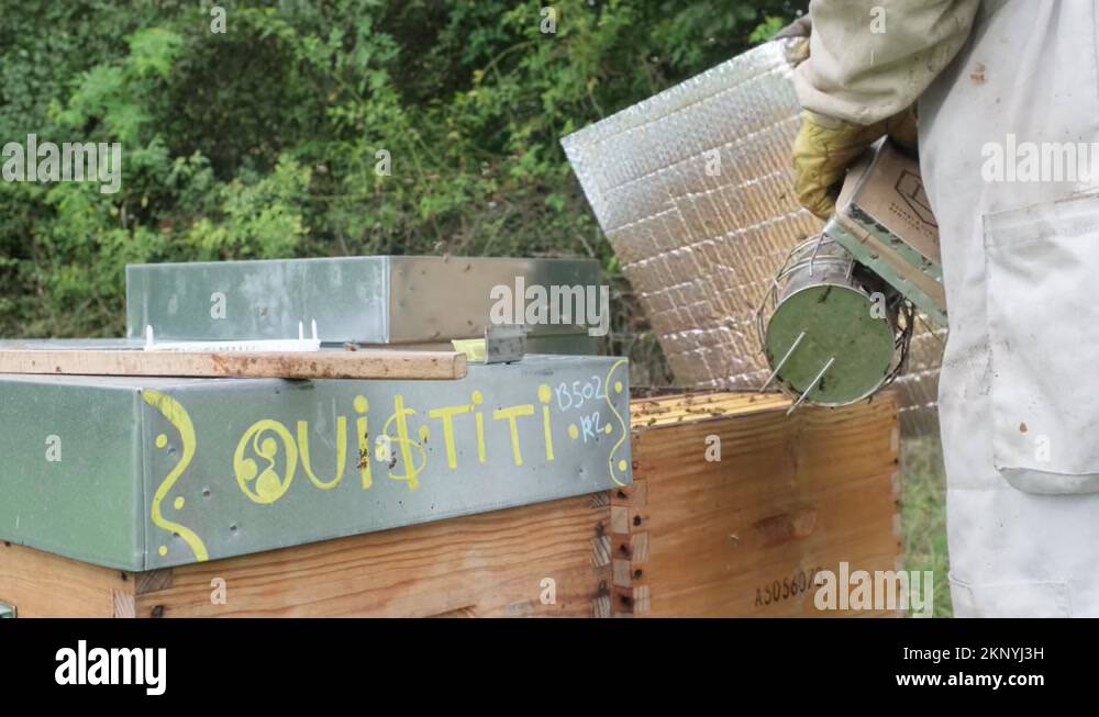 Beehive honey bees Stock Videos & Footage - HD and 4K Video Clips - Alamy