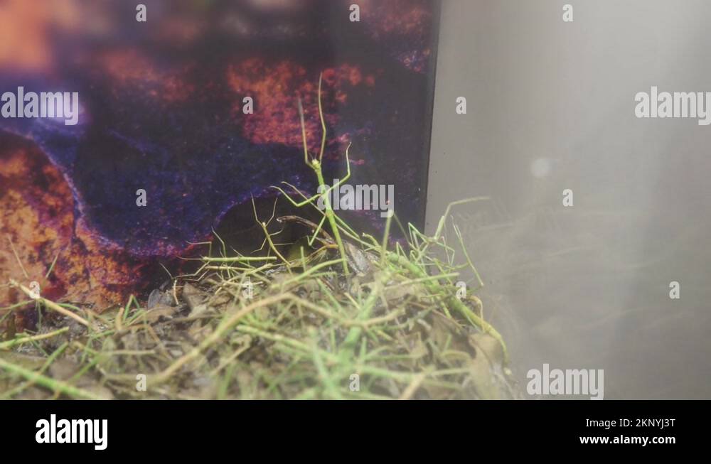 Annam Stick Insect - Baculum extradentatum in terrarium Stock Video ...
