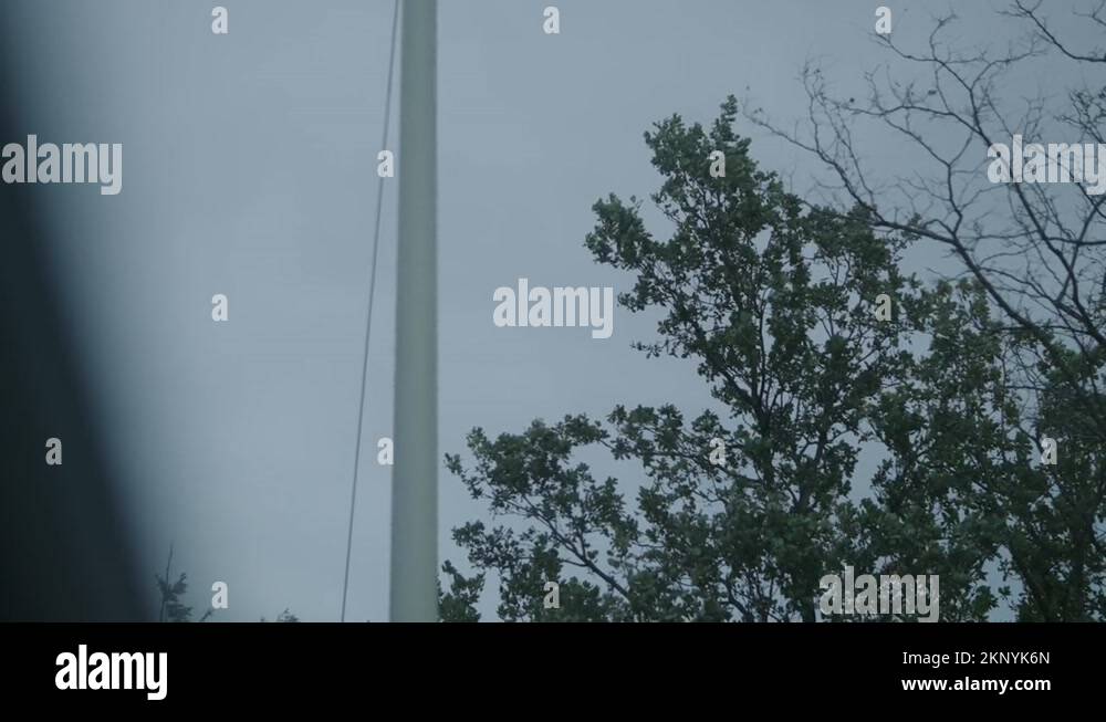 Static view of tree moved by wind with a light pole in the background ...