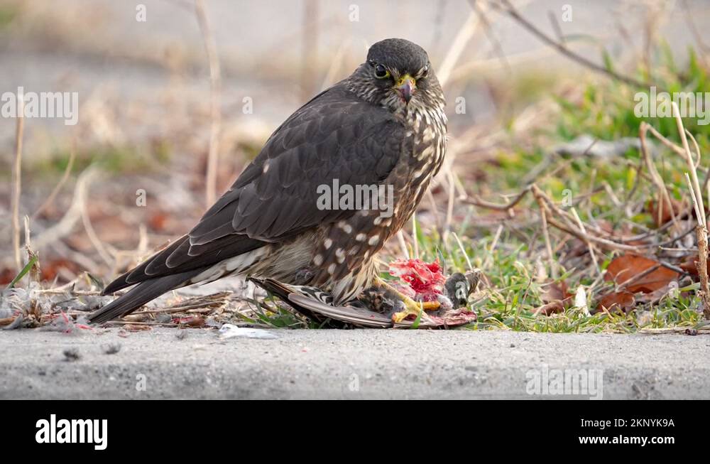 Merlin bird Stock Videos & Footage - HD and 4K Video Clips - Alamy