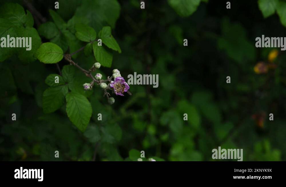 Green hedgerow insects Stock Videos & Footage - HD and 4K Video Clips ...