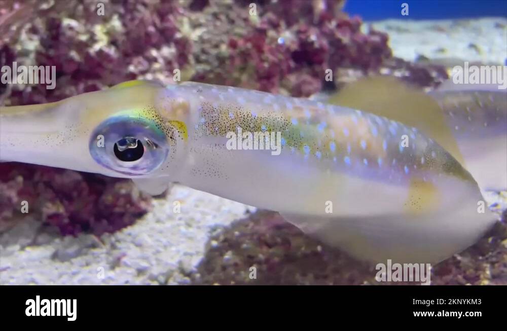Squid mating color Stock Videos & Footage - HD and 4K Video Clips - Alamy