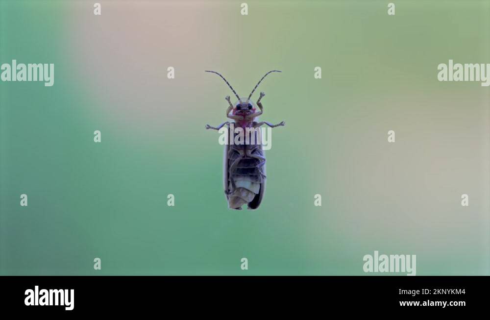 Underside of beetle Stock Videos & Footage - HD and 4K Video Clips - Alamy