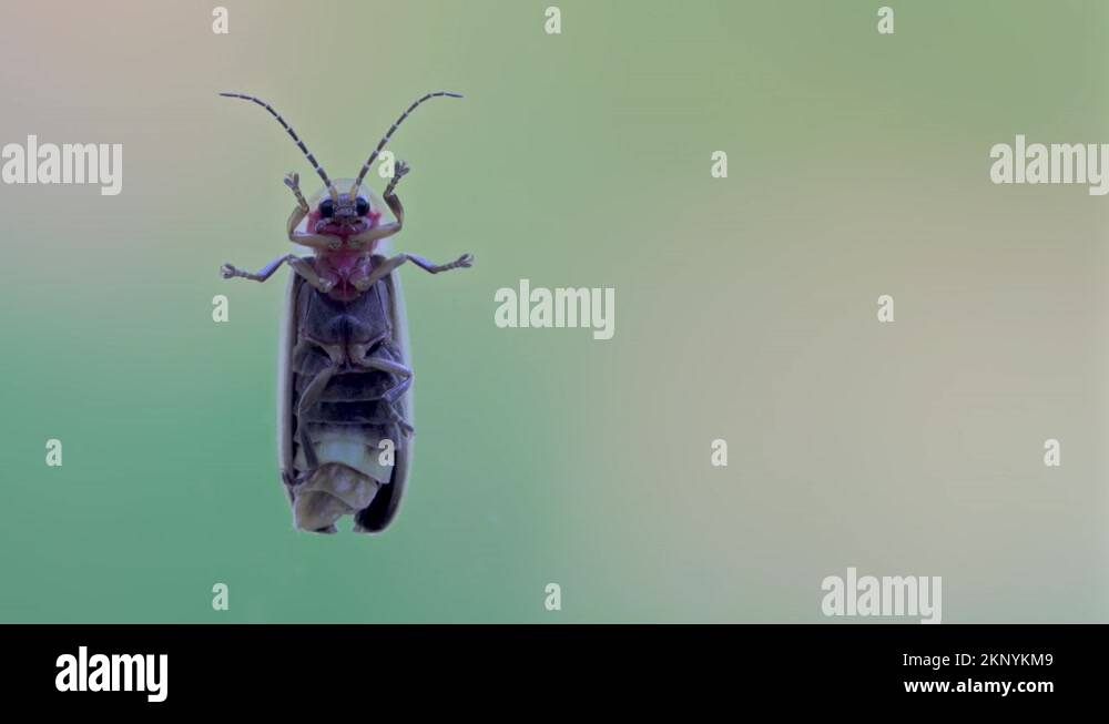 Firefly insect eyes Stock Videos & Footage - HD and 4K Video Clips - Alamy