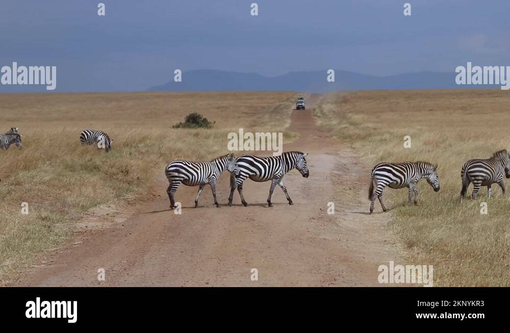 Zebras crossing a dirt road in the African Savanna, Kenia Safari Maasai ...